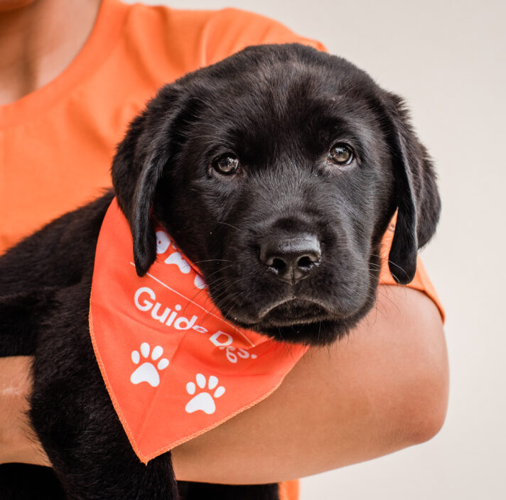 Charity Fundraising For Guide Dogs | Guide Dogs Victoria