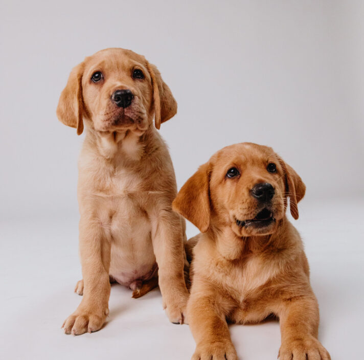 Guide Dogs Puppy Pledge - Guide Dogs Victoria