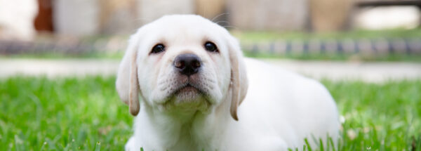 Facts + stats - Guide Dogs Victoria