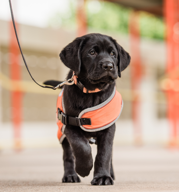 Become a Guide Dogs Puppy Raiser - Guide Dogs Victoria