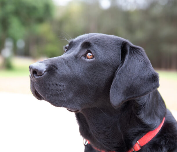 Ambassadors - Guide Dogs Victoria