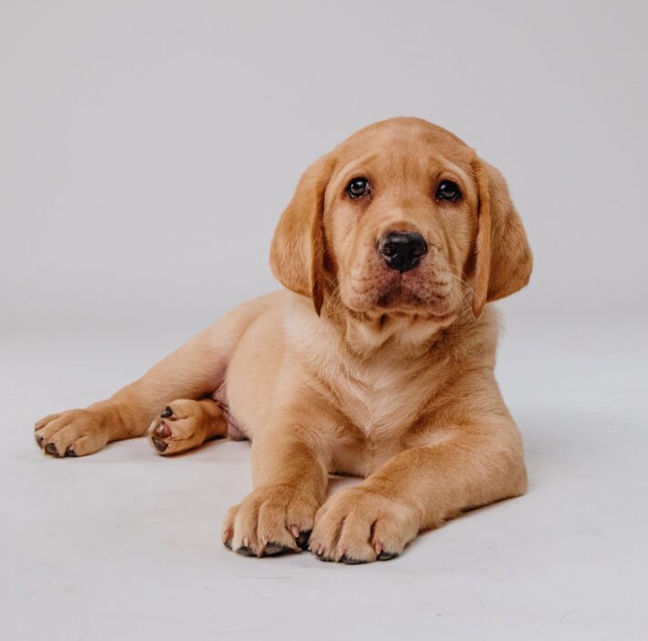 Become a Guide Dogs Puppy Raiser - Guide Dogs Victoria