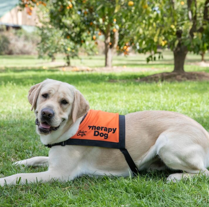 School Wellbeing Dogs - Guide Dogs Victoria