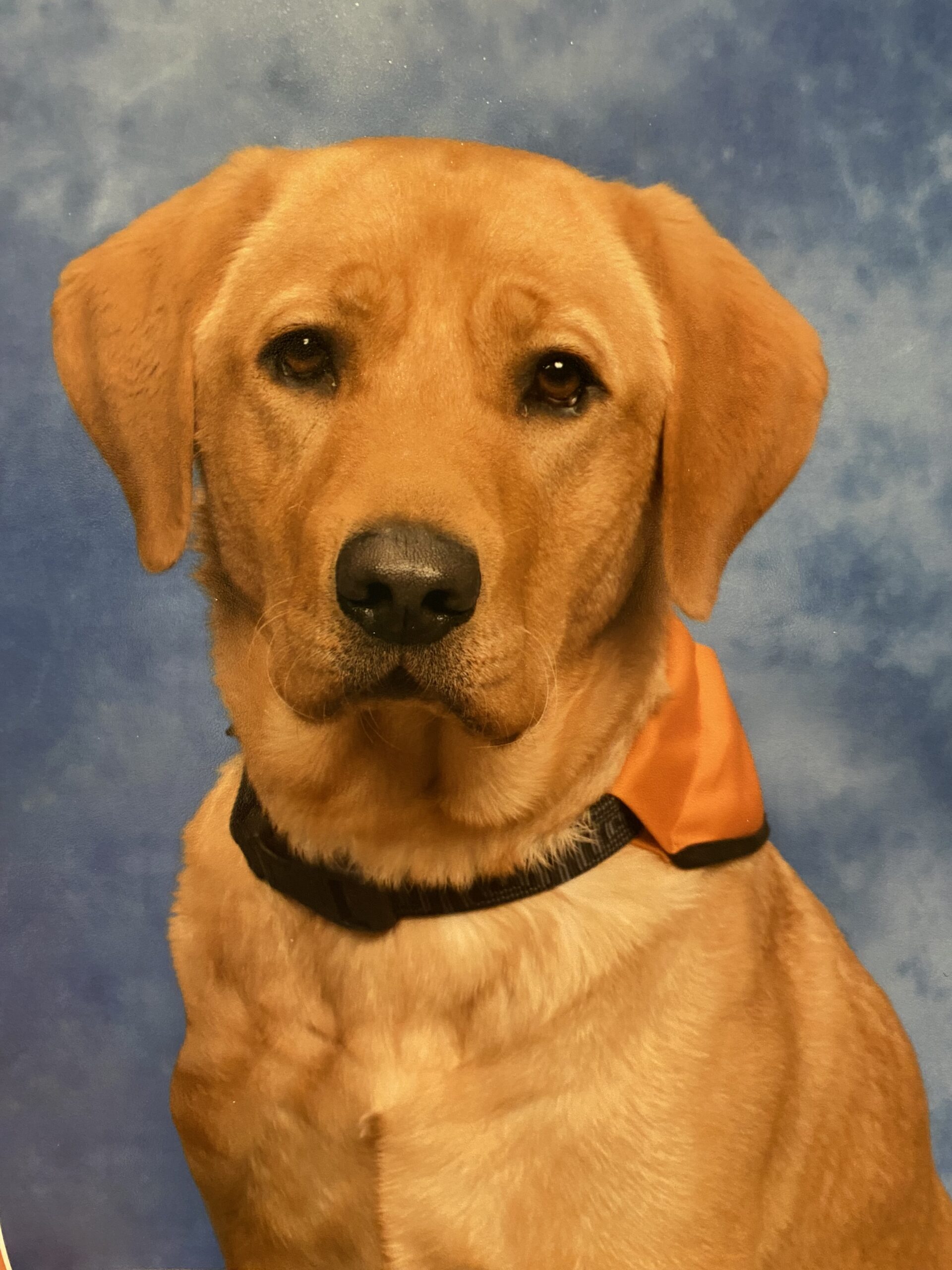 Sonny - Guide Dogs Victoria