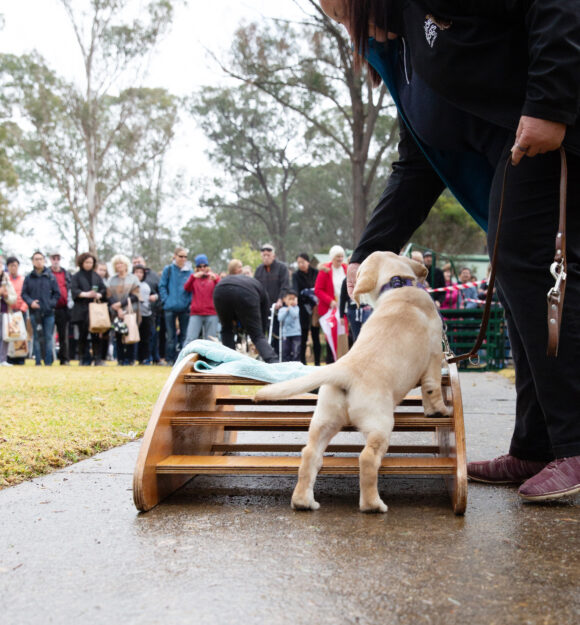 Guide Dogs Community Fair - Guide Dogs Victoria