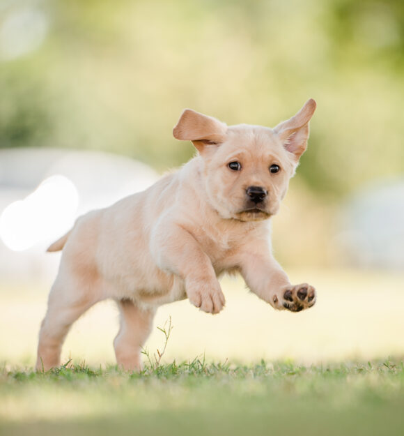 Major Giving - Guide Dogs Victoria