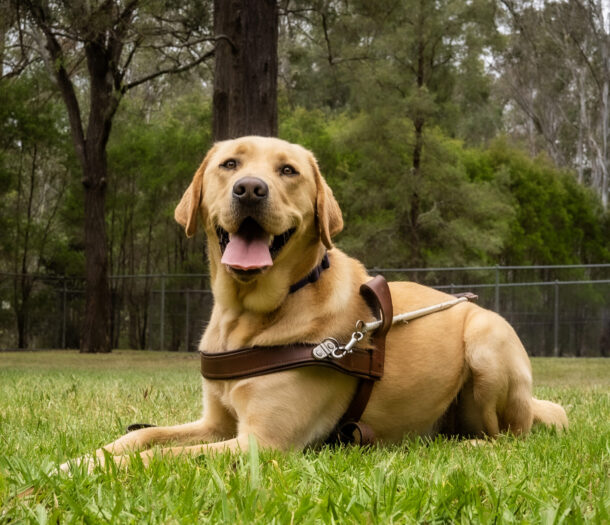 Major Giving - Guide Dogs Victoria