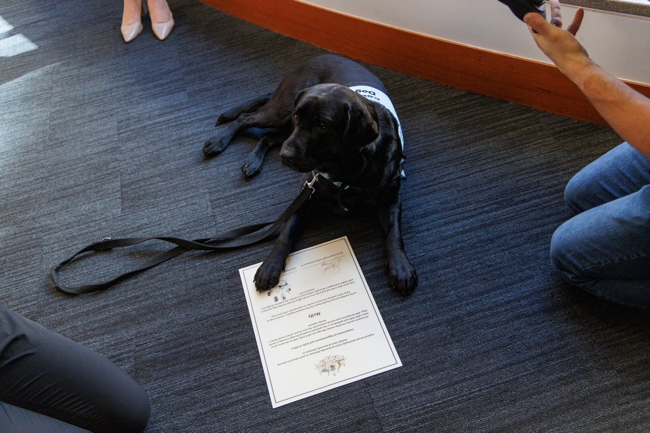 Molly, Lani and Sunny Sworn In: New Court Dogs Join the National ...