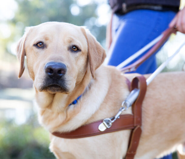 International Guide Dog Day 2026 - Guide Dogs Victoria
