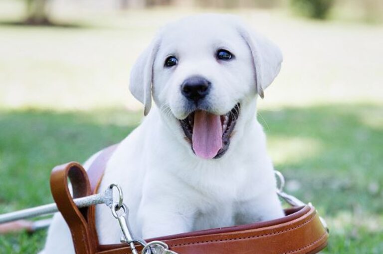 Guide Dogs Australia promotes the link between daily exercise and a ...