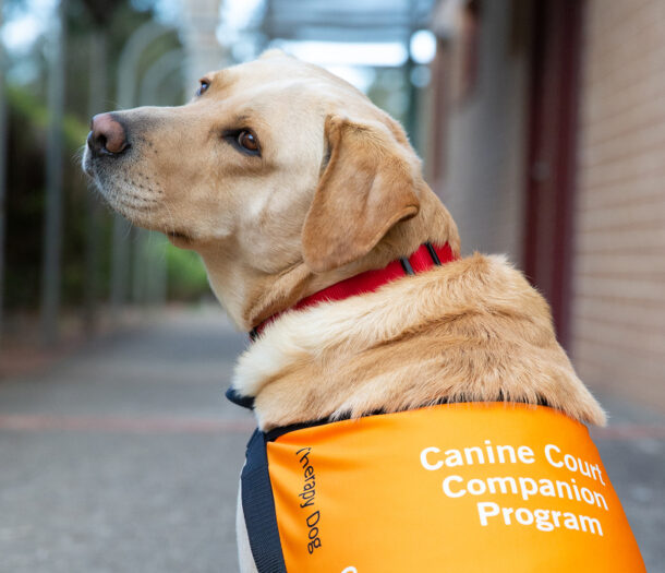 NSW Canine Court Companion & ACT Court Canine Support Programs - Guide ...