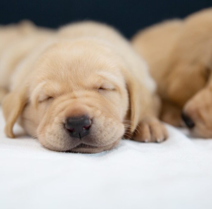 Puppy breeding - Guide Dogs NSW/ACT