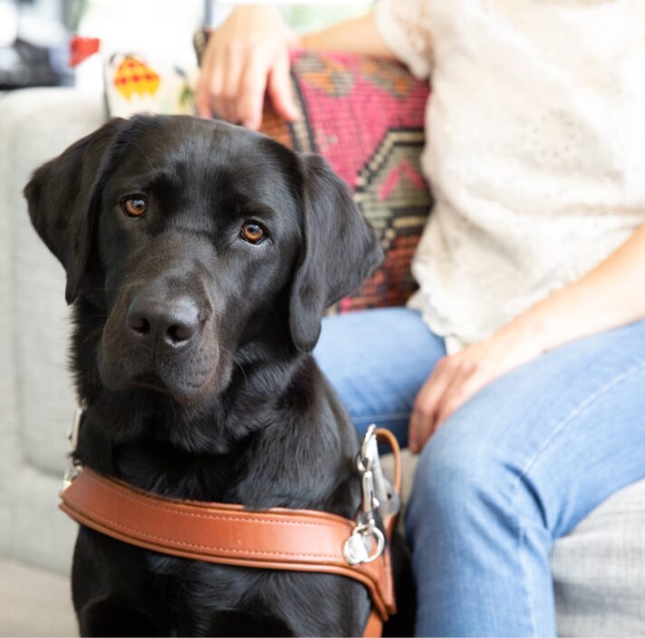 Guide Dog Access and Etiquette - Guide Dogs NSW/ACT