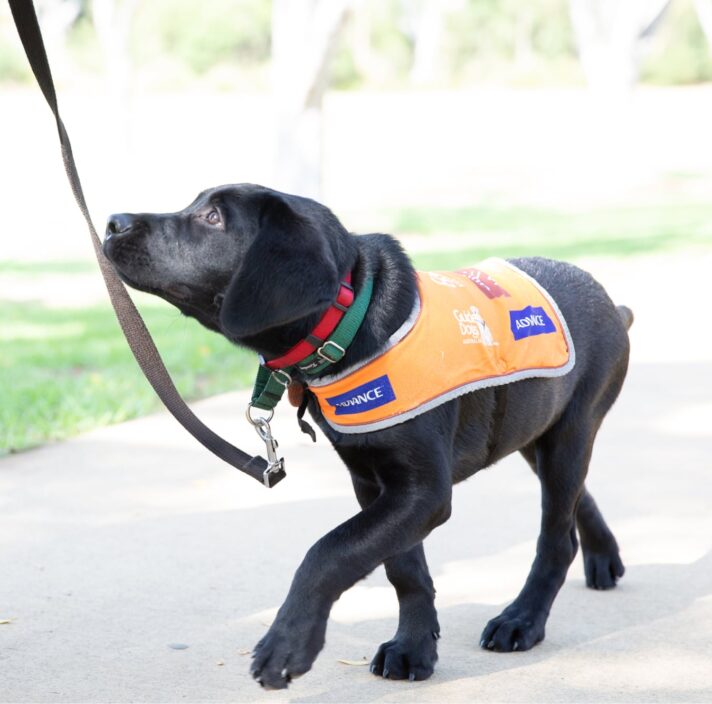 Guide Dog training - Guide Dogs NSW/ACT