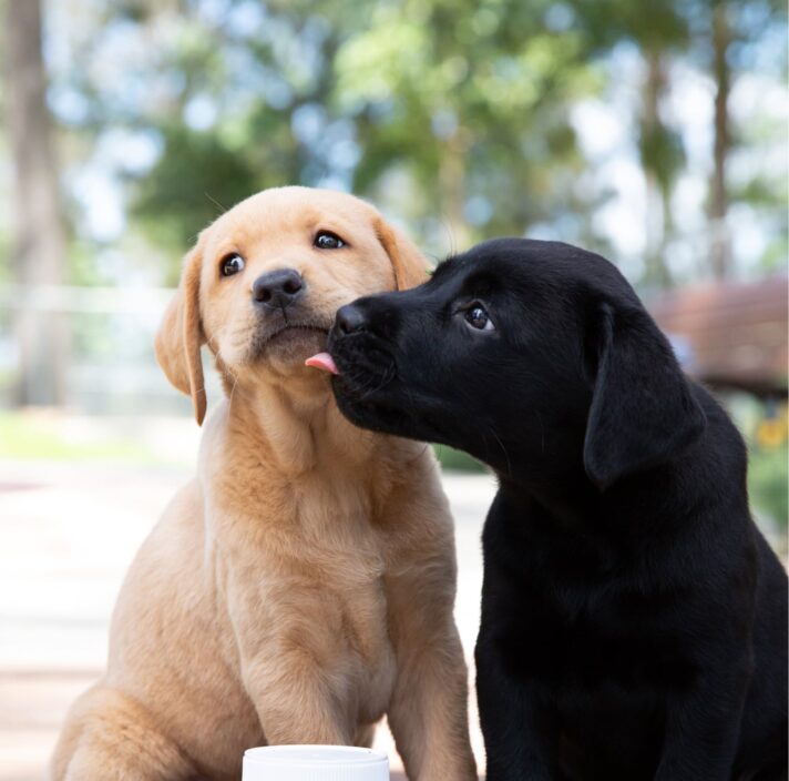 Puppy breeding - Guide Dogs NSW/ACT