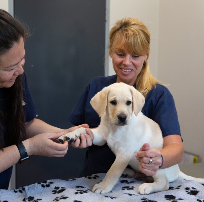Puppy raiser responsibilities - Guide Dogs NSW/ACT