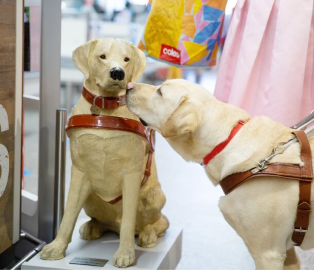 Host A Donation Dog | Donate | Guide Dogs NSW/ACT