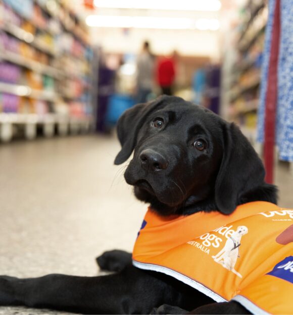 Volunteer with Dogs: Guide Dog Puppy Raising Opportunities in NSW & ACT