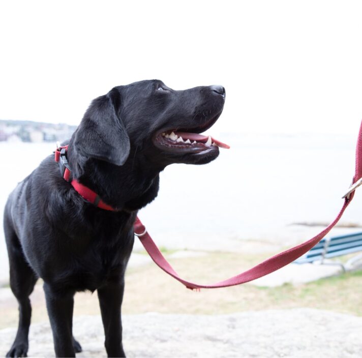 School Support Dogs - Guide Dogs NSW/ACT