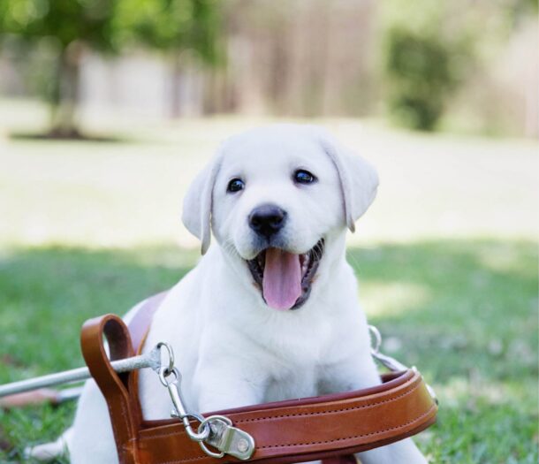 Puppy breeding - Guide Dogs NSW/ACT