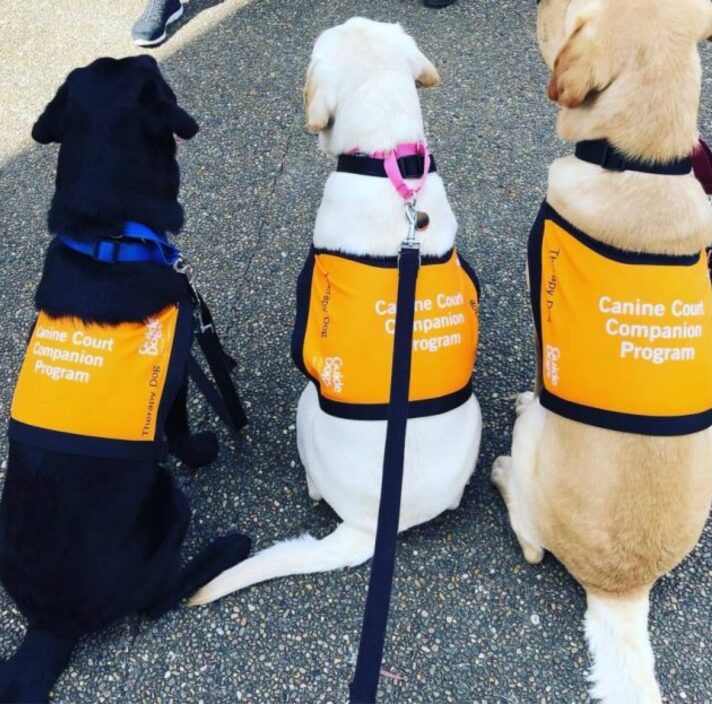 The NSW Canine Court Companion Program - Guide Dogs NSW/ACT