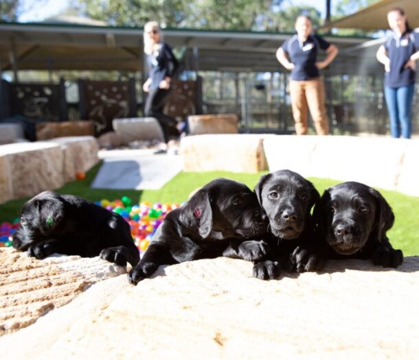 Guide Dogs Centre - Guide Dogs NSW/ACT