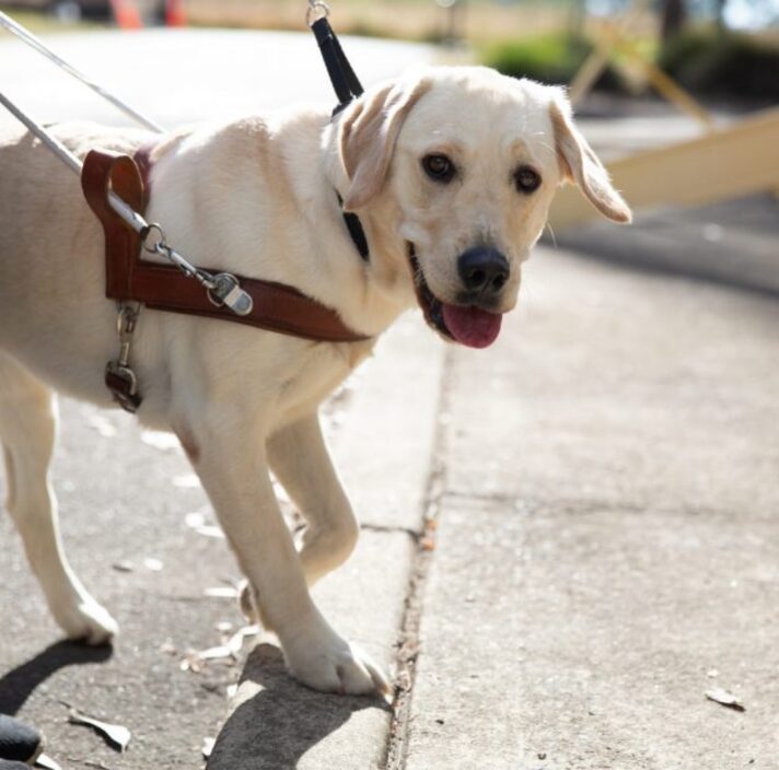 Join the Home Boarding Program - Guide Dogs NSW/ACT
