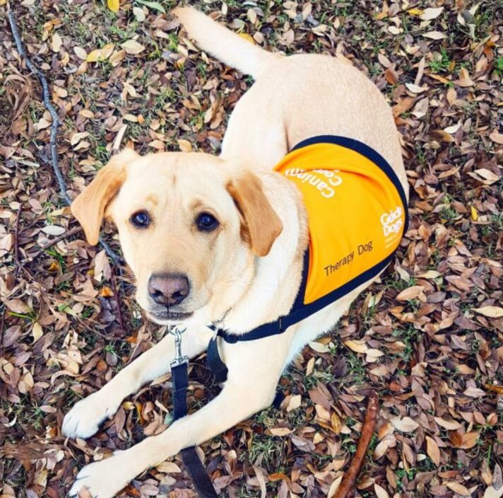 The NSW Canine Court Companion Program - Guide Dogs NSW/ACT