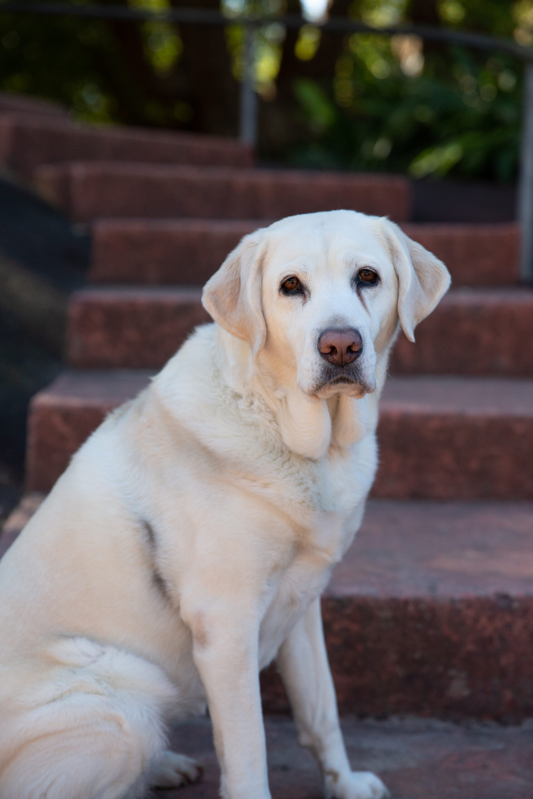 Ambassador Dog - Nancy - Guide Dogs NSW/ACT