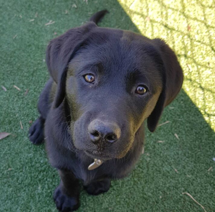 Ambassador Dog - Venus - Guide Dogs NSW/ACT