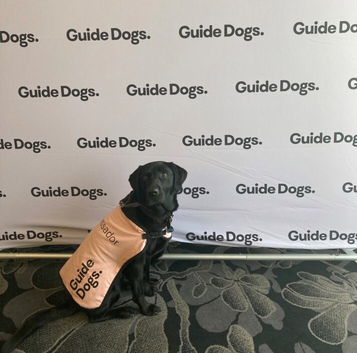 Ambassador Dog - Hope - Guide Dogs NSW/ACT