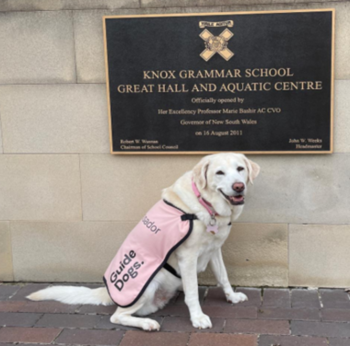 Ambassador Dog - Nancy - Guide Dogs NSW/ACT