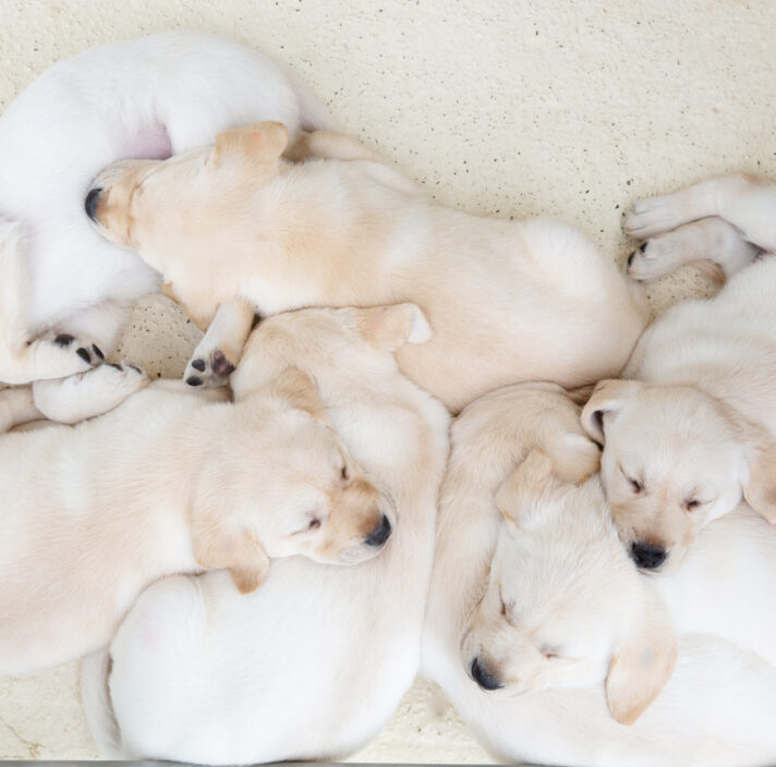 Home Whelping Program - Guide Dogs NSW/ACT