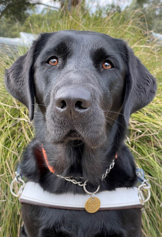 Dottie's Journey - Guide Dogs NSW/ACT