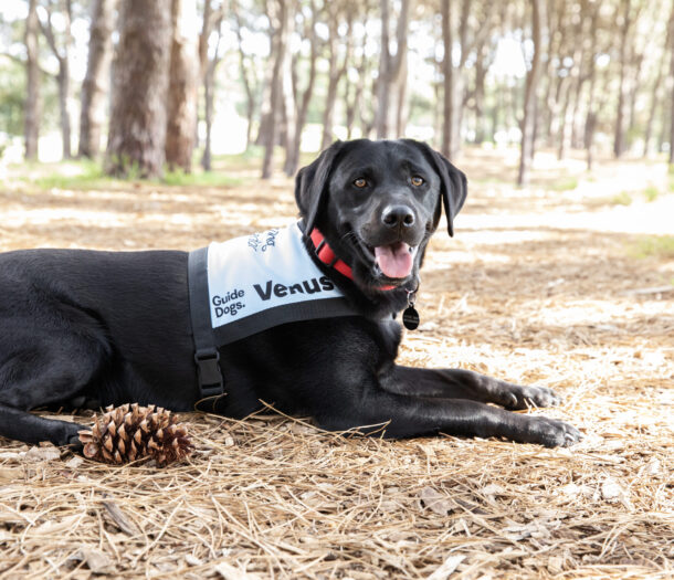 Ambassador Dog - Venus - Guide Dogs NSW/ACT