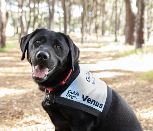 Ambassador Dogs - Guide Dogs NSW/ACT