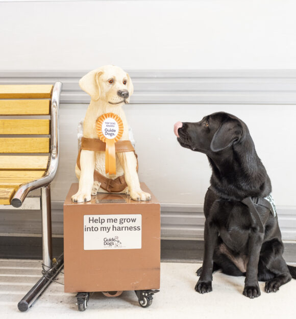 Ambassador Dog - Venus - Guide Dogs NSW/ACT