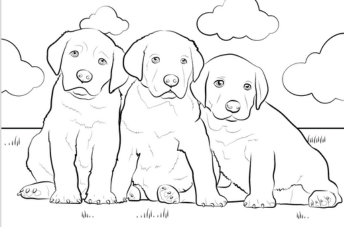 Activity Pages - Guide Dogs NSW/ACT