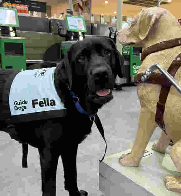 Ambassador Dogs - Guide Dogs NSW/ACT