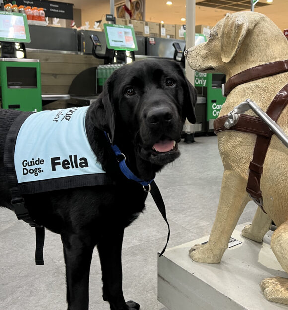 Ambassador Dogs - Guide Dogs NSW/ACT