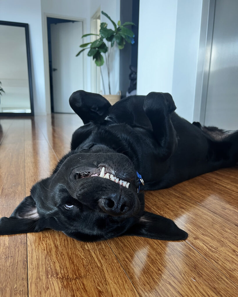 Ambassador Dog - Fella - Guide Dogs NSW/ACT