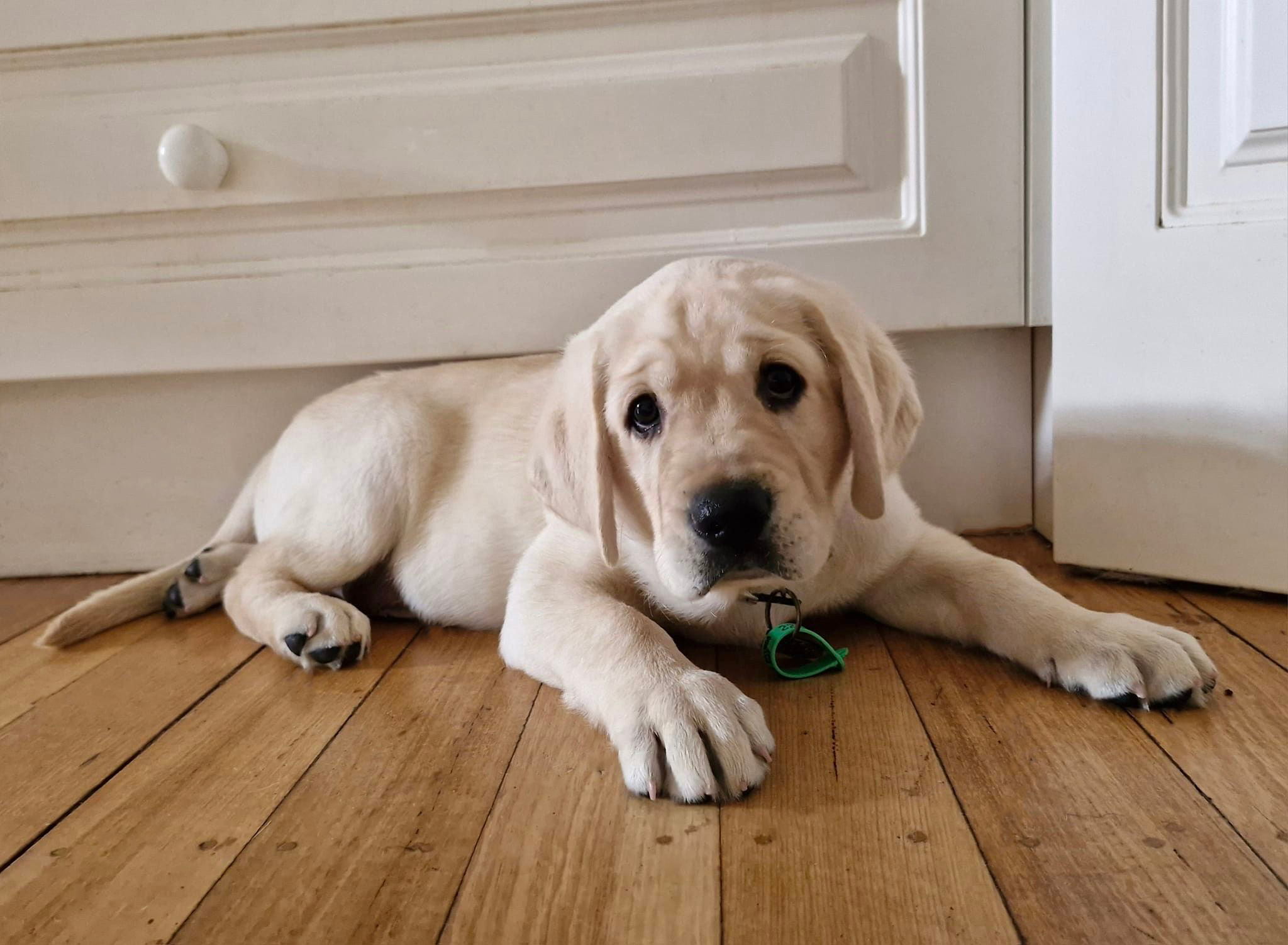 Guide Dog Tales Autumn 2024 - Guide Dogs NSW/ACT