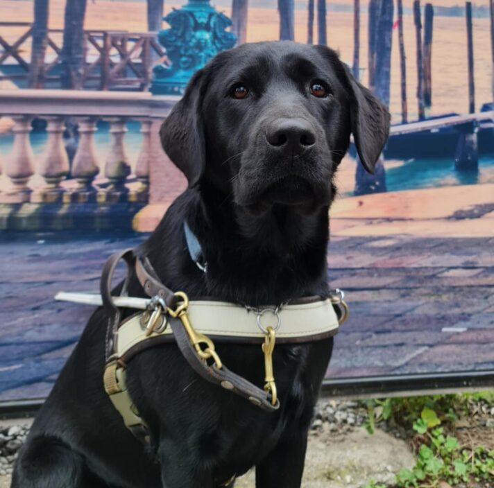 Meet Natasha and Nirvana - Guide Dogs NSW/ACT