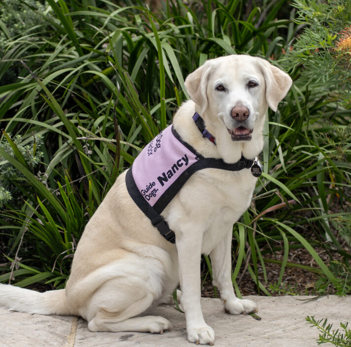 Ambassador Dog - Nancy - Guide Dogs NSW/ACT