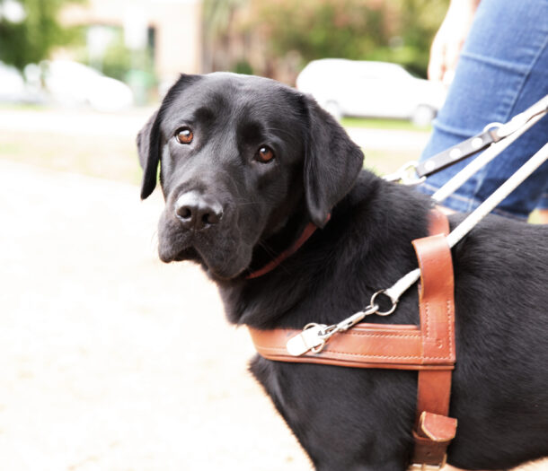 What are the different types of bequests? - Guide Dogs NSW/ACT