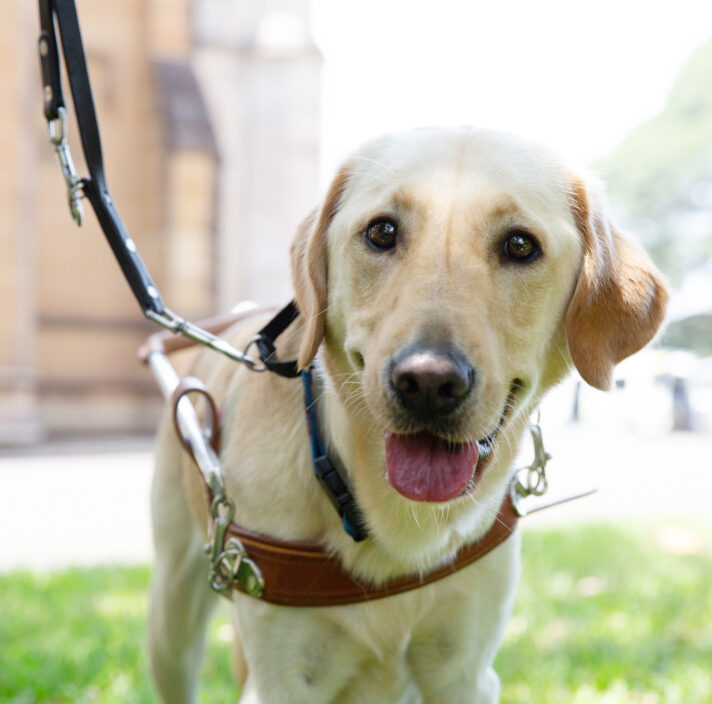 Contact us - Guide Dogs NSW/ACT