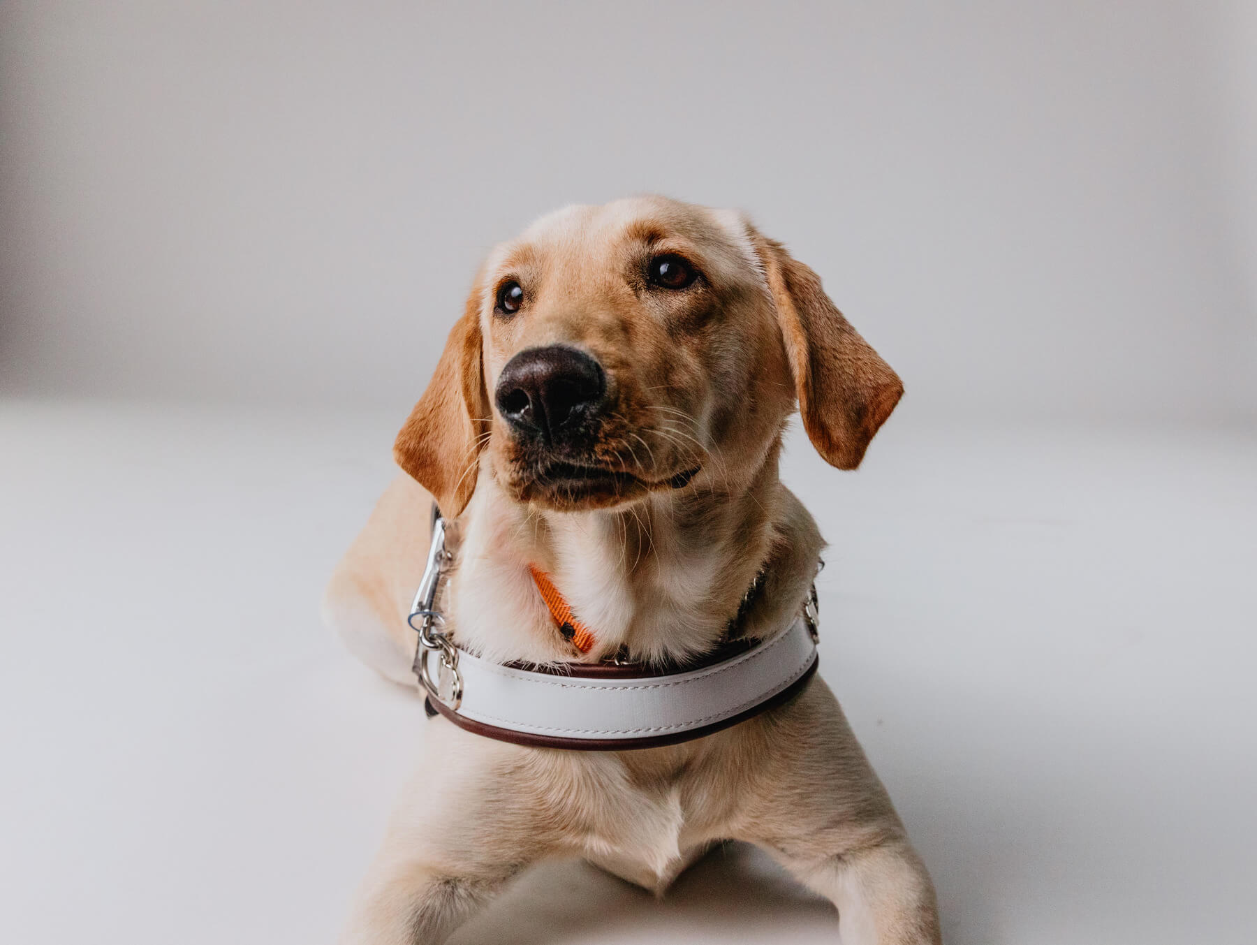 Guide Dog Tales Winter 2024 - Guide Dogs NSW/ACT