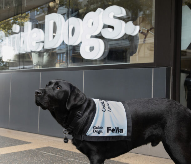 Ambassador Dog - Fella - Guide Dogs NSW/ACT