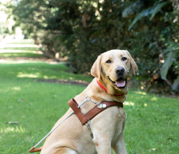 The Guide Dog Team - Guide Dogs NSW/ACT