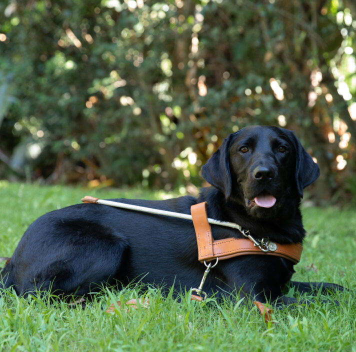 The Guide Dog Team - Guide Dogs NSW/ACT